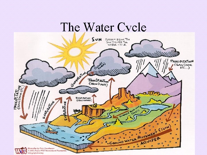 Freshwater The Water Cycle Freshwater If more precipitation