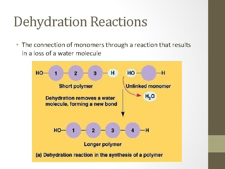 The Structure and Function of Large Biological Molecules