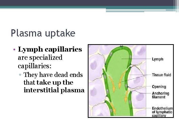 Lymphatic System What is it We talked about