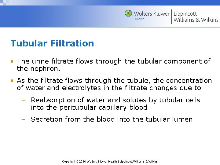 Chapter 38 Structure and Function of the Kidney