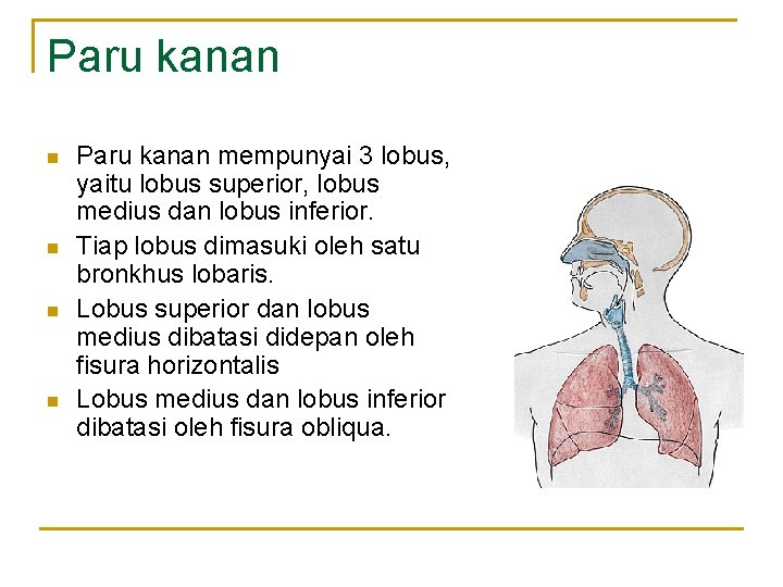 Paru pulmo lung pneumo n n n Paru