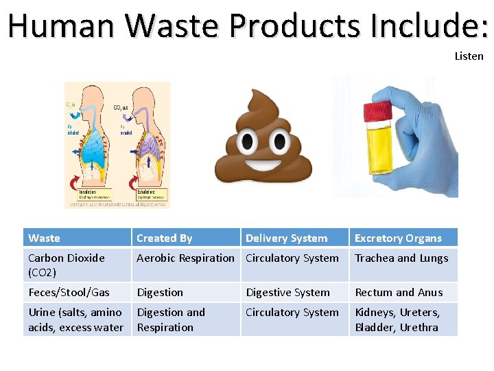 Listen Unit 10 Urinary and Reproductive Systems Listen