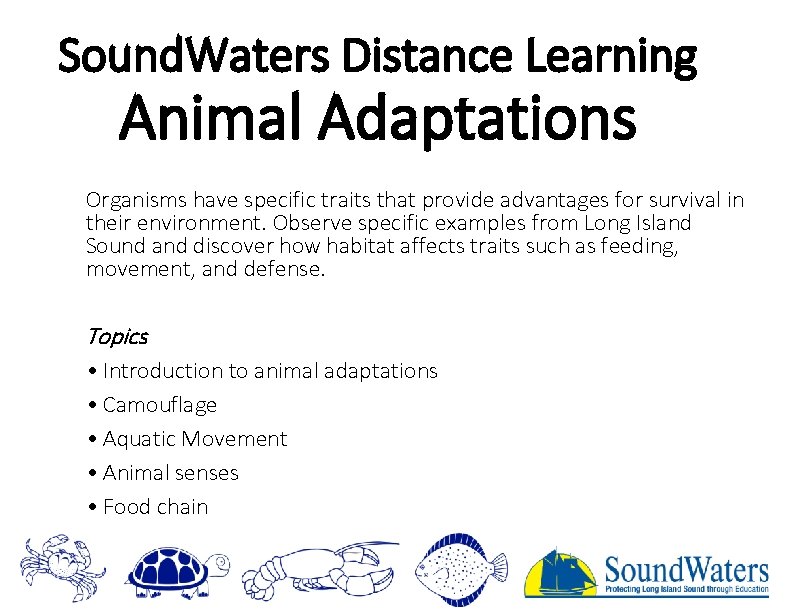Sound Waters Distance Learning Animal Adaptations Organisms have