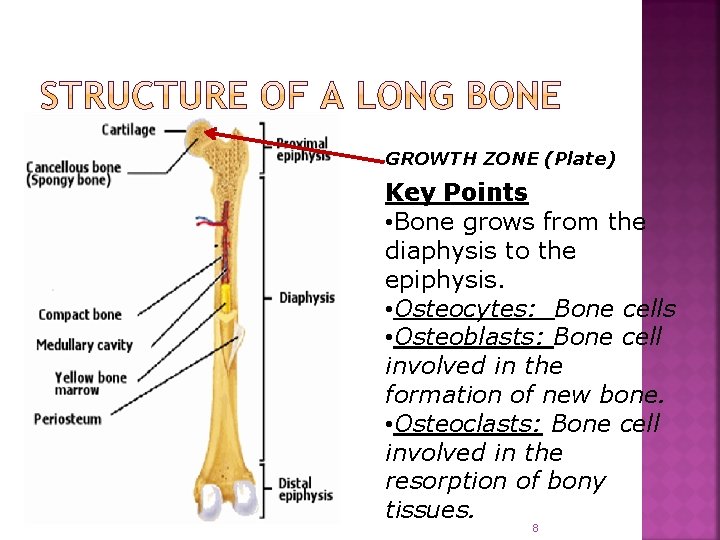 The Skeletal System 1 DAILY OBJECTIVES Content Objectives