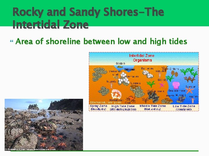Aquatic Biodiversity Why Should We Care about Coral