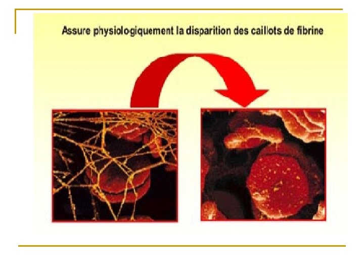 PHYSIOLOGIE DE LA FIBRINOLYSE A DUPONT 2011 INTRODUCTION