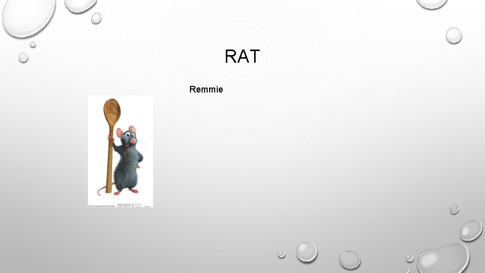 CARTOON ZOOLOGY BY CHASE JOHNSON List of Animals