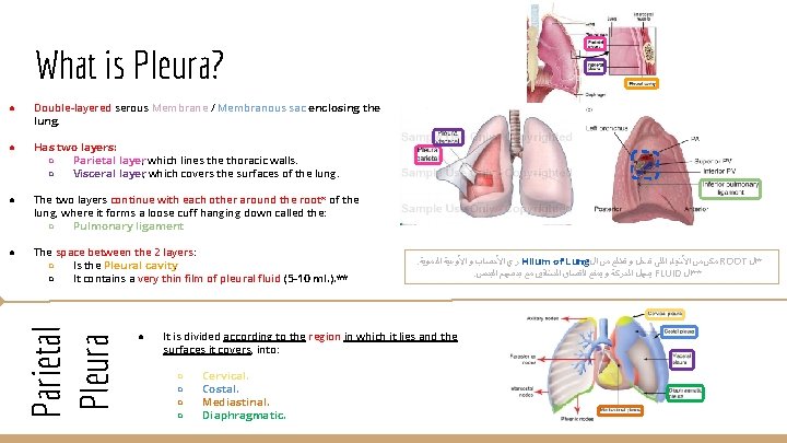 Objectives Describe the anatomy of the pleura Subdivisions