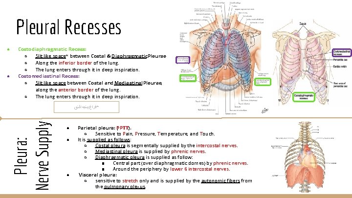 Objectives Describe the anatomy of the pleura Subdivisions