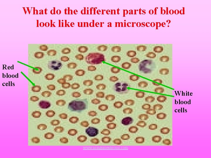 Components of Blood and their jobs www assignmentpoint