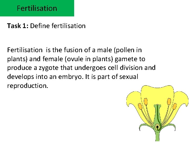 Fertilisation in plants Learning objectives Define fertilisation Describe