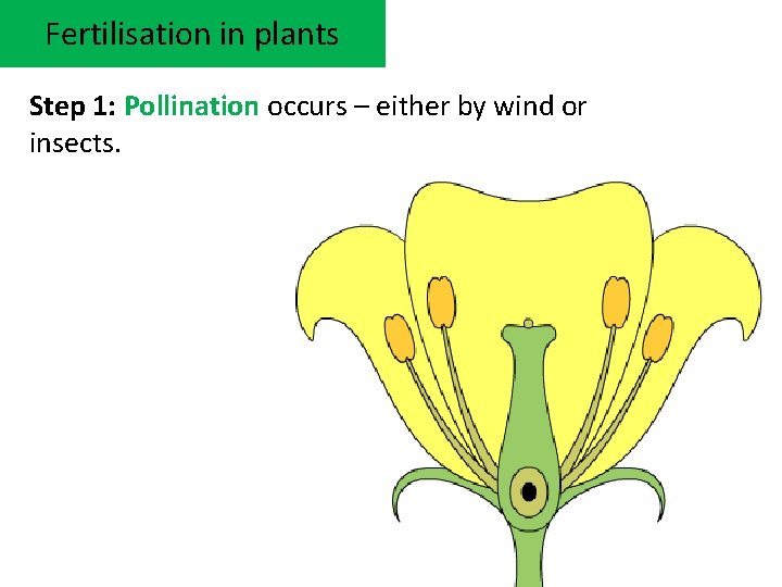 Fertilisation in plants Learning objectives Define fertilisation Describe