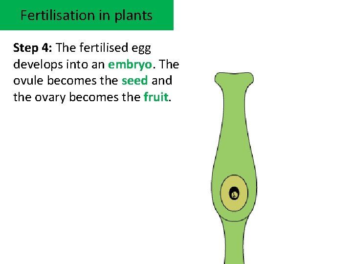 Fertilisation in plants Learning objectives Define fertilisation Describe