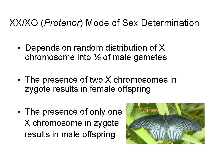 Active Lecture Power Point Presentation for Essentials of