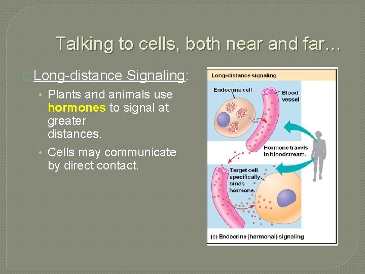Cell to Cell Communication AP Biology Chapter 11