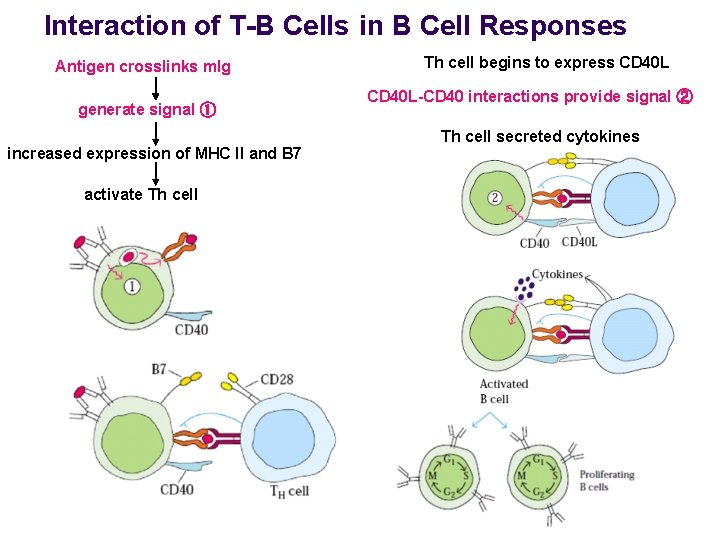 B Cell Response The basic process of humoral