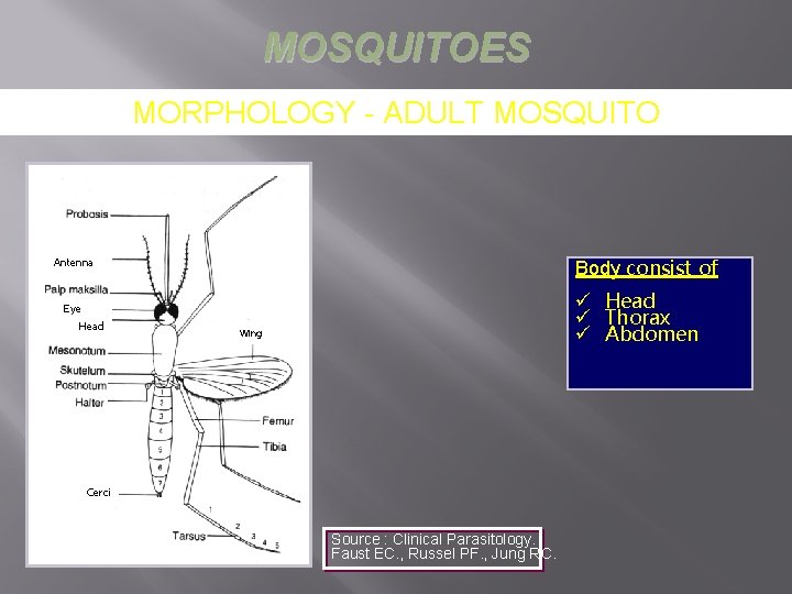LABORATORIUM ACTIVITY TROPICAL MEDICINE MOSQUITOES LICE MITE MOSQUITOES
