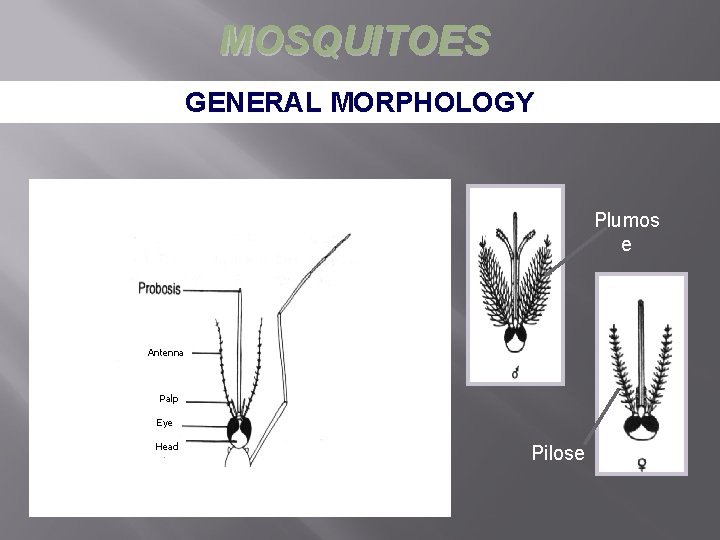 LABORATORIUM ACTIVITY TROPICAL MEDICINE MOSQUITOES LICE MITE MOSQUITOES