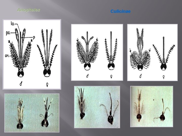 LABORATORIUM ACTIVITY TROPICAL MEDICINE MOSQUITOES LICE MITE MOSQUITOES
