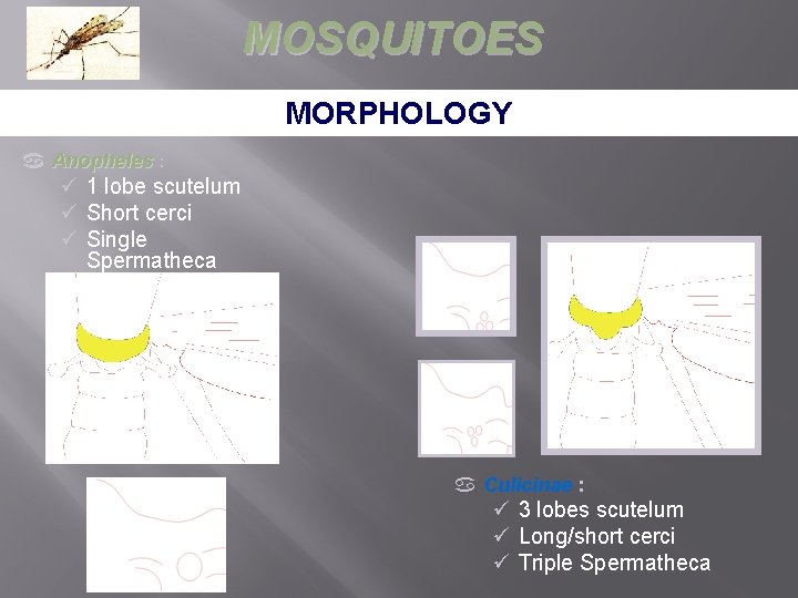LABORATORIUM ACTIVITY TROPICAL MEDICINE MOSQUITOES LICE MITE MOSQUITOES