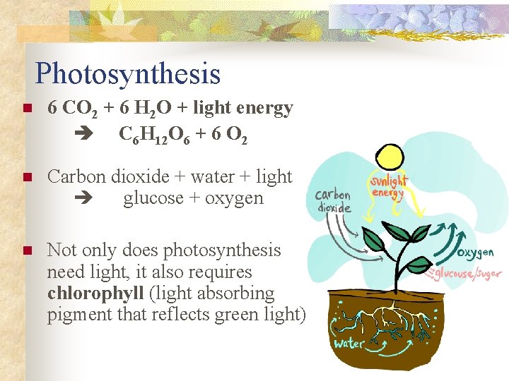 Chapter 8 Photosynthesis Chapter 9 Cellular Respiration Where