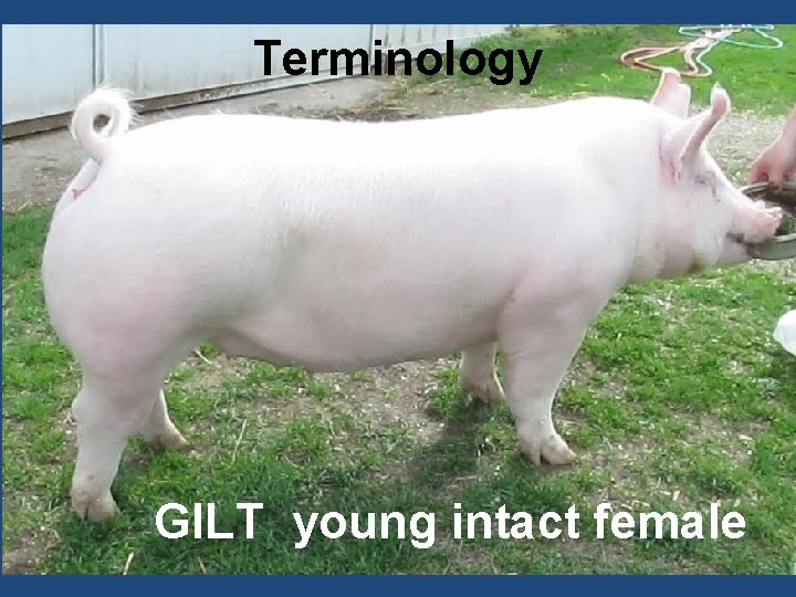 Applied Animal Nutrition VPP 5431 September 2018 Introduction