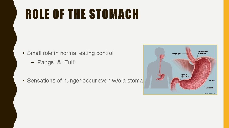 FOOD EATING INVENTORY 1 What is the one