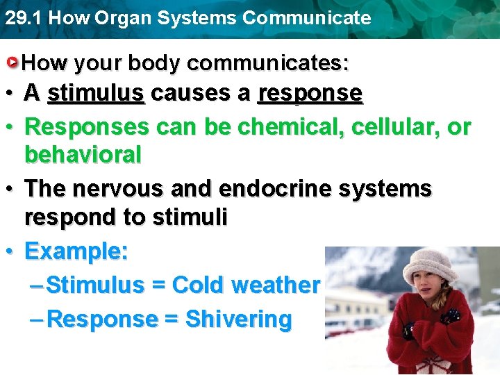 Section 29 1 How Organs Communicate Write everything