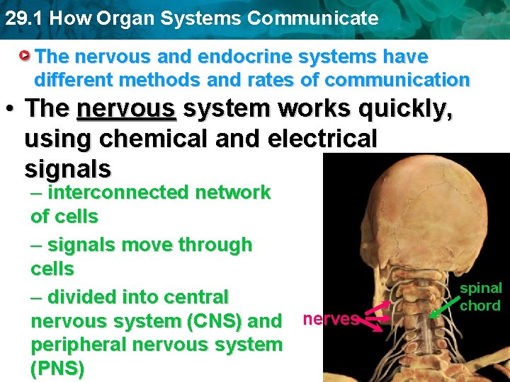 Section 29 1 How Organs Communicate Write everything