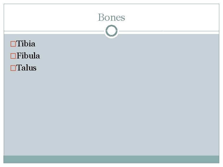 The Ankle Bones Tibia Fibula Talus Movements Dorsal