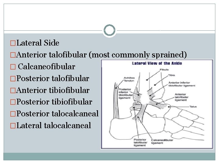 The Ankle Bones Tibia Fibula Talus Movements Dorsal