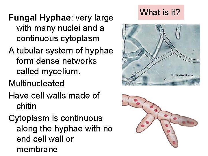 Topic 2 1 Cell Theory Assessment Statements 2