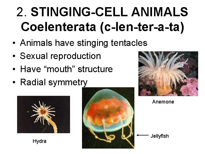 THE ANIMAL KINGDOM Ms Fisher Characteristics of ALL