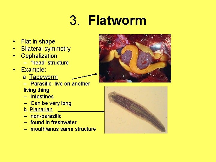 THE ANIMAL KINGDOM Ms Fisher Characteristics of ALL
