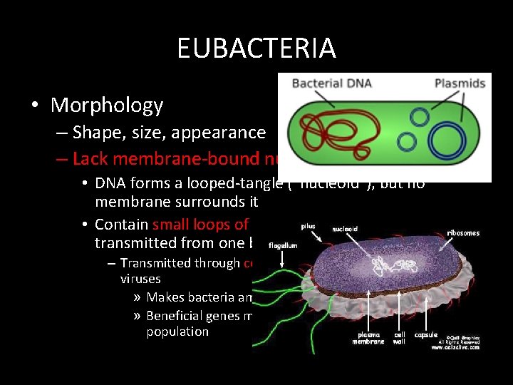 MICROBES Viruses Bacteria VIRUSES A General Characteristics of
