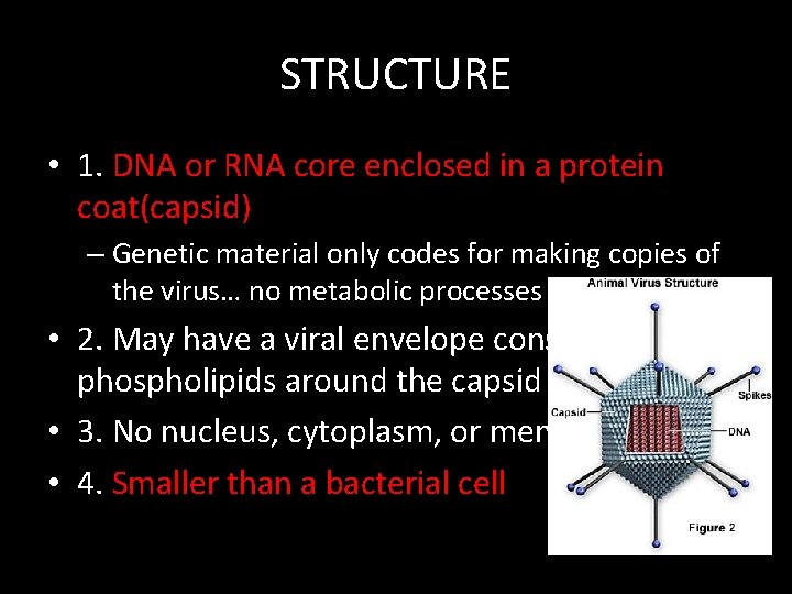 MICROBES Viruses Bacteria VIRUSES A General Characteristics of