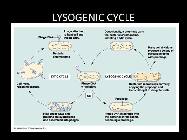 MICROBES Viruses Bacteria VIRUSES A General Characteristics of