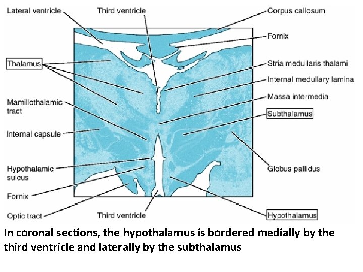 Anatomy of Hypothalamus Kamal Salih Galen of Pergamon