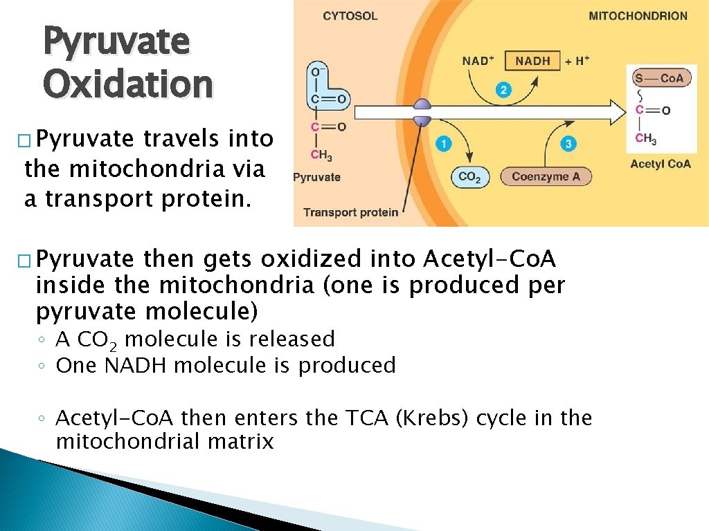 Cellular Respiration Chapter 9 Big Picture Life is