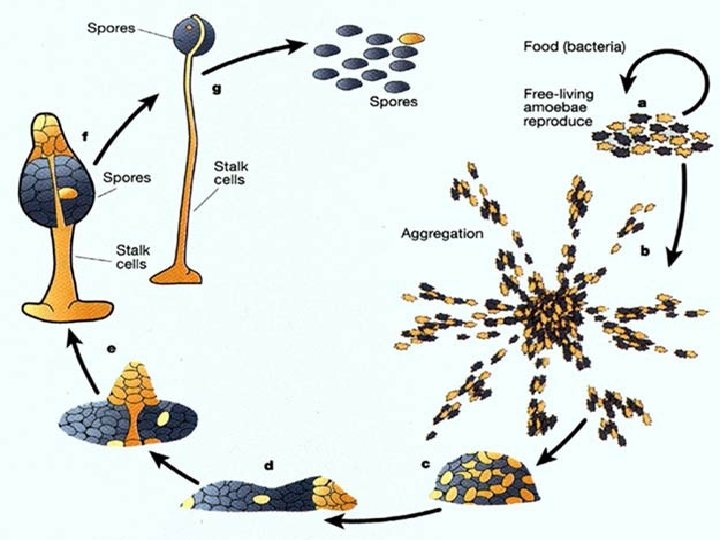 Fungus Like Protists Slime Molds Water Molds Funguslike