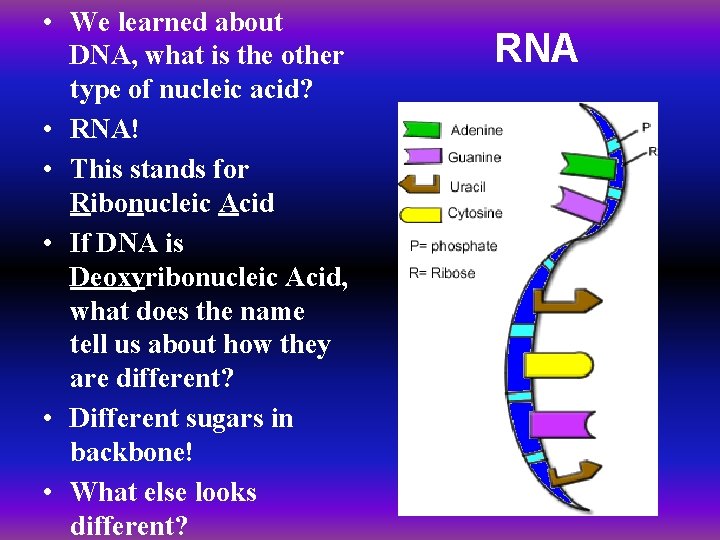 We learned about DNA what is the other