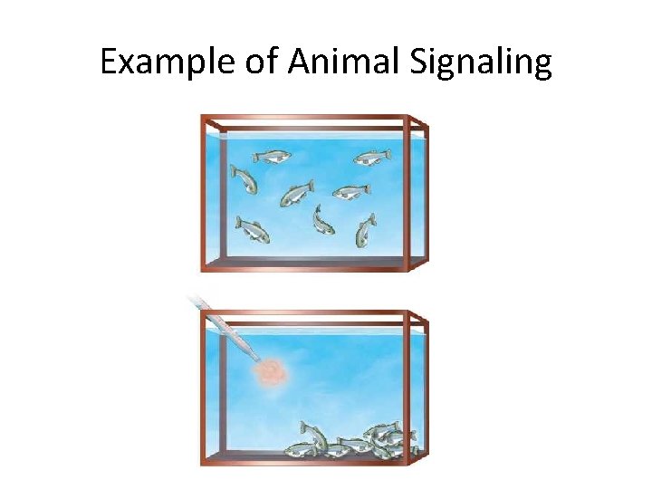 Ecology of Behavior What is behavior Everything an