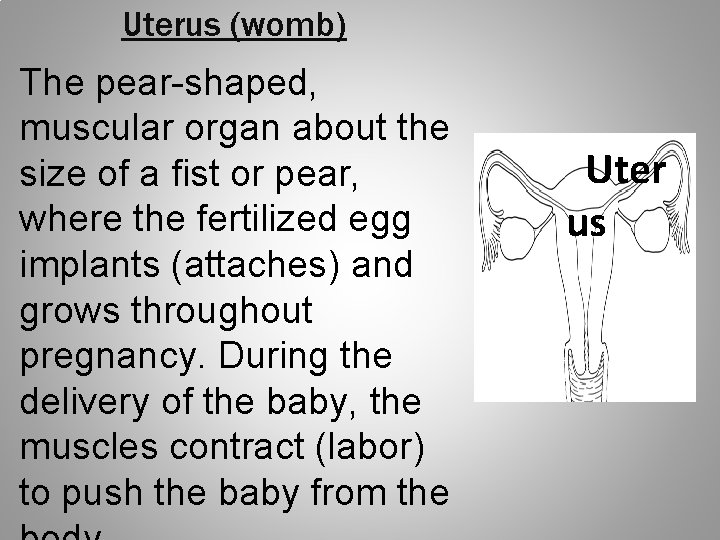 The Female Reproductive System Anatomy Conditions Care 6