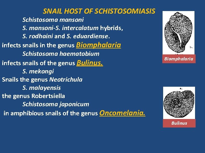 SCHISTOSOMIASIS Schistosomiasis The ecology of schistosomiasis includes ...