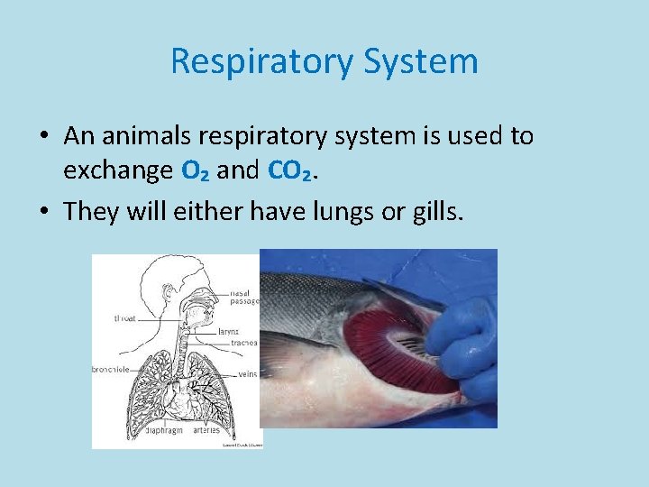Intro to Animalia Introduction Organisms in the kingdom