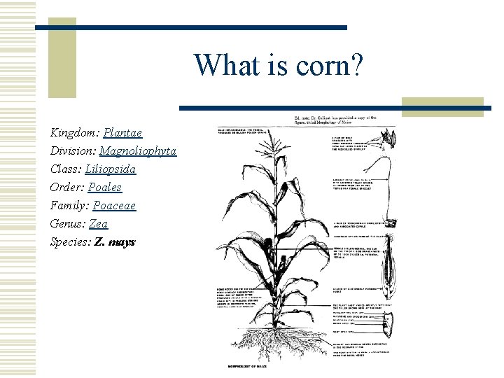 Corn as a Fuel Is it the best