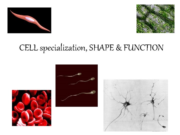 CELL specialization SHAPE FUNCTION PLANT VS ANIMAL CELL