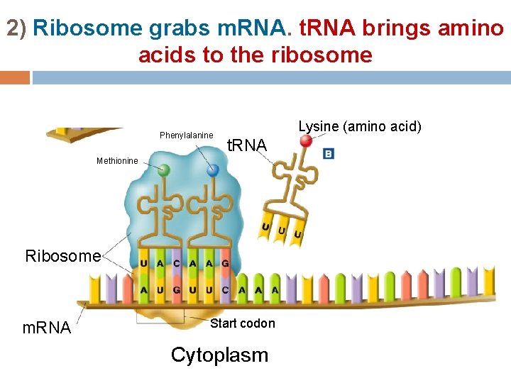 Replication Transcription and Translation Warm Up Base Pairing