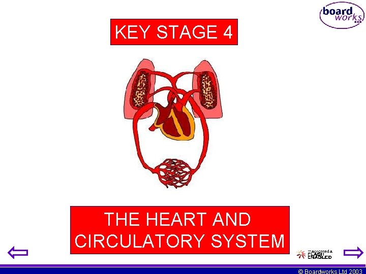 KEY STAGE 4 THE HEART AND CIRCULATORY SYSTEM