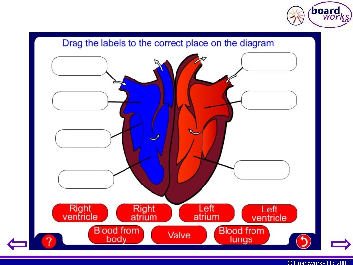 KEY STAGE 4 THE HEART AND CIRCULATORY SYSTEM